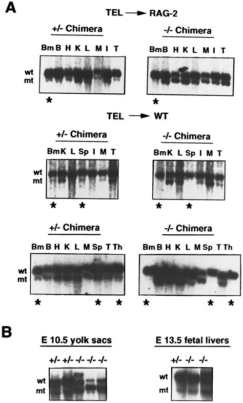 the tel etv6 gene is required specifically for hematopoiesis in the