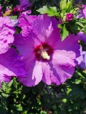 Ketmie Hibiskusy Sadowniczy Pl