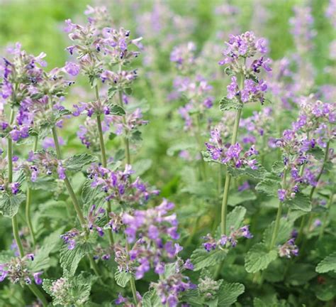 Catnip Calloways Nursery