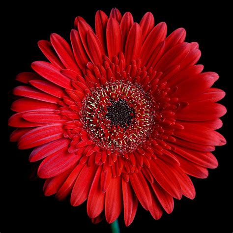 Gerbera Daisy Desktop Wallpaper Free And Customizable Floral Desktop