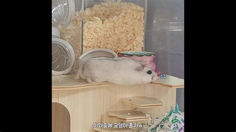 만원짜리 집을 선물받은 햄스터의 반응 Youtube
