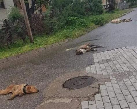 Протест за да се сопре убивањето и мачењето на кучиња Окно мк