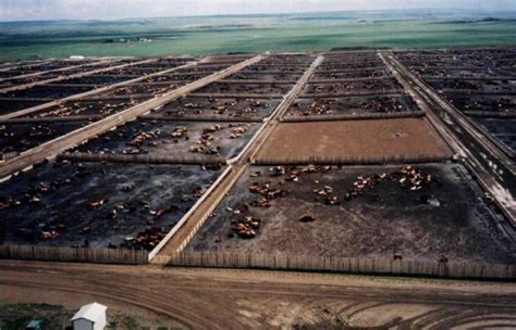 Albertas Western Feedlots Transitioning From Cattle Operations