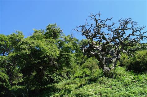 しだれ栗森林公園 信州緑花ネットワーク