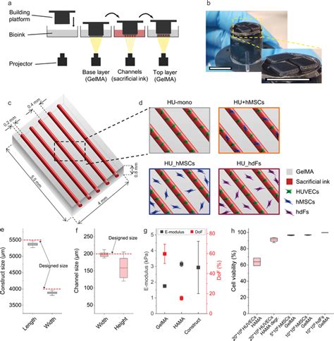 Experimental Setup Of The 3d‐bioprinted Vascularized Constructs A