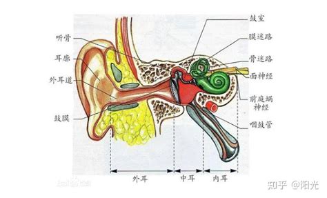 经常耳闷，真的是耳朵堵住了吗？ 知乎