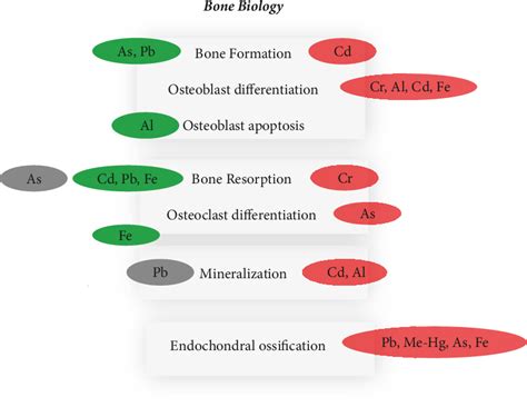 Figure From A Review Of Metal Exposure And Its Effects On Bone Health Semantic Scholar