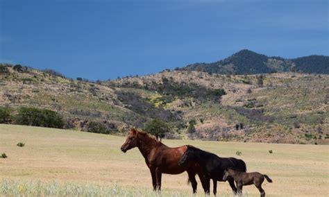 Preventing Wildfire With The Wild Horse Fire Brigade