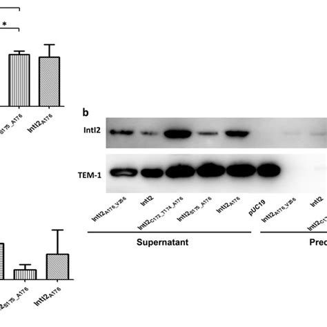 Expression levels of IntI2s. a relative transcription level of intI2 ...