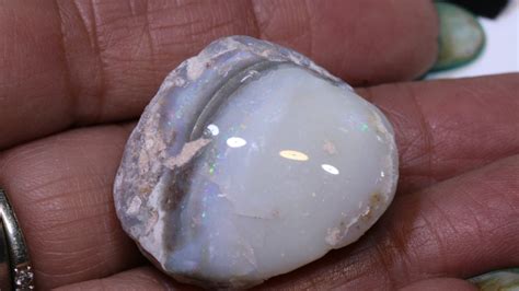 62 10cts Clam Shell Opalised Fossil Fo 1904 Fossilopals