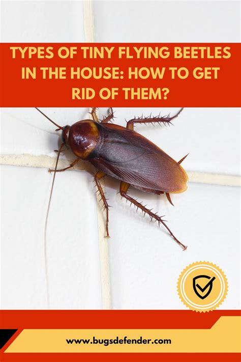 Types Of Tiny Flying Beetles In The House How To Get Rid Of Them