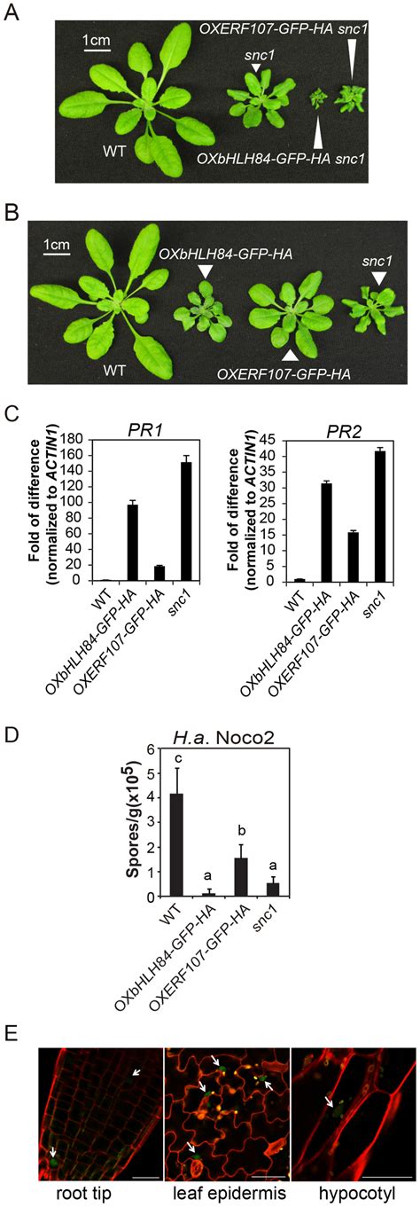 Characterization Of Bhlh84 And Erf107 Overexpression Ox Lines A