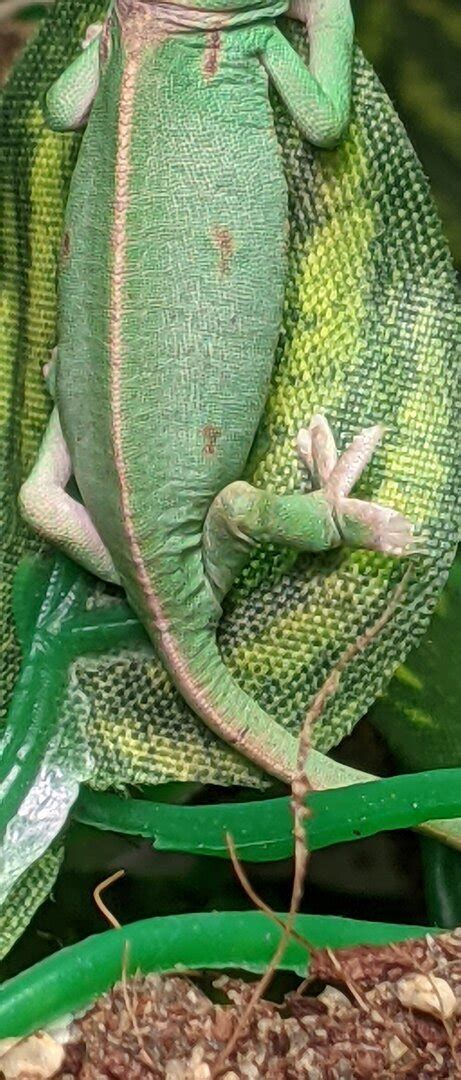 Look At These Feet Chameleon Forums