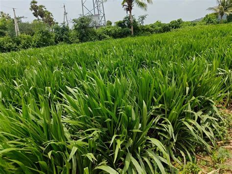 Green Round Smart Napier Grass For Fruits 3 Feet At Rs 2piece In