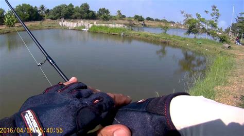 บ่อตกปลากะพงชวนชม 6 04 2016 Youtube
