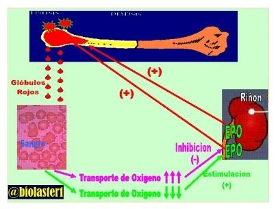 Trabajos de Hematología y Hemoterapia Anemia de la insuficiencia renal