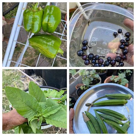 Bay Area Gardening