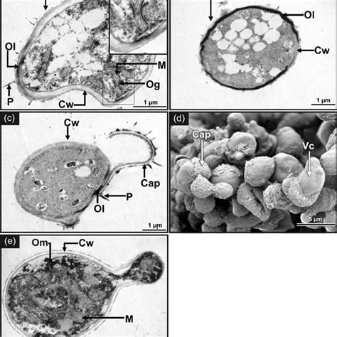 A C Transmission Electron Micrographs Depicting A Possible