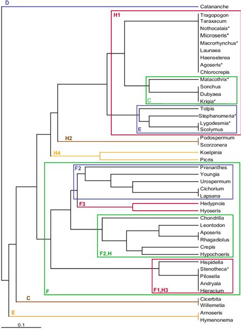 Tree Based On The Distribution Of The Trichome Types Among The Analysed