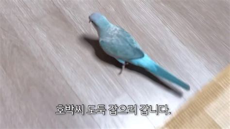 더 주고 싶은 엄마와 계속 먹으려는 앵무새 그리고 지독한 누나🤷🏻‍♀️ Youtube