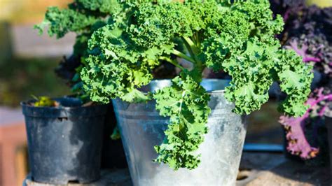 How To Grow Pumpkins Kellogg Garden Organics™