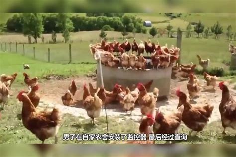 男子放夹子捕捉偷鸡贼，无意夹住奇怪生物，调查后脸色大变夹子生物调查