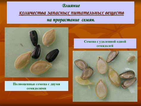 Прорастание семян - презентация онлайн