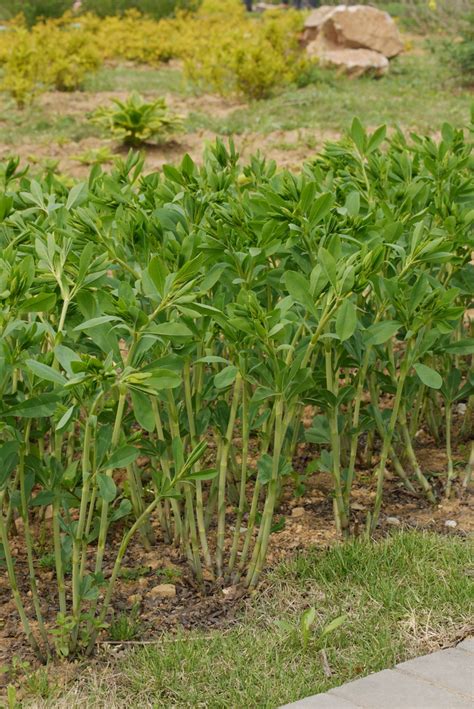 歪头菜Vicia unijuga 花卉图片网