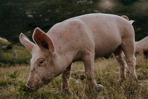 Du Cochon Salé Et Plein Dautres Cochoncetés à La Fête De L