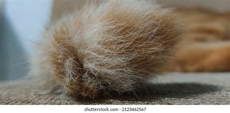 Photos Hairy Black Pussies Photos Images And Pictures Shutterstock