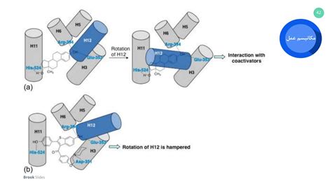 Estrogenagonistantagonist Presentation2pptx