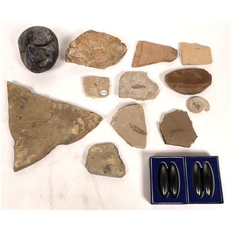 Magnetite Bivalve And Insect Fossils [150858]