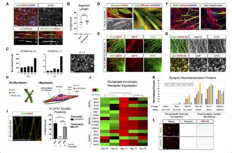 Nmp Derived Smns Are Positive For Axon Initial Segment Proteins Download Scientific Diagram
