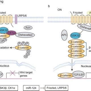 MiRNAs Regulate The Migration Of MSC Through Targeting The Components