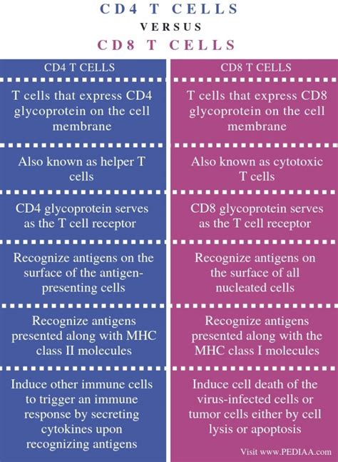 What Is The Difference Between Cd4 And Cd8 T Cells Pediaacom