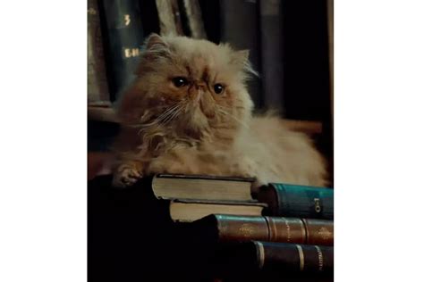 克鲁克山小说《哈利波特》中的角色猫搜狗百科