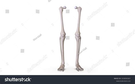 Human Skeleton Leg Bones Anatomy 3d Stock Illustration 2230541927