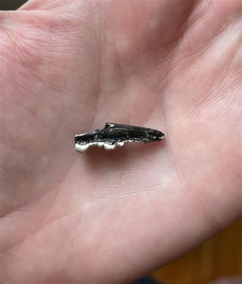Fossilized Jaw Or Sneaky Shell Found On The Beach In Northeast Florida