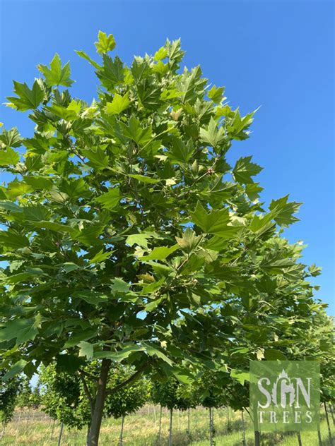 Platanus X Acerifolia Morton Circle Spring Grove Nursery