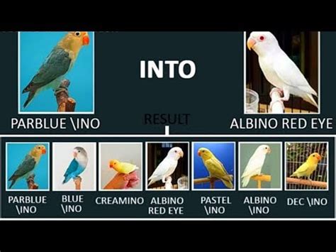 LOVE BIRDS ALBINO RED EYE X PARBLUE SPLIT INO RESULT