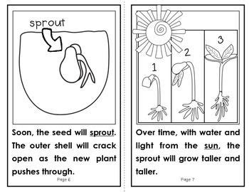 The Life Cycle Of Plants A Science Book And Activities For Grades 1 2