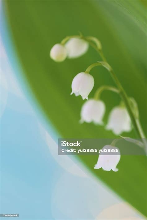 보케와 파란색 배경에 계곡의 백합 봄 꽃입니다 섬세 한 꽃 빛 배경입니다 0명에 대한 스톡 사진 및 기타 이미지 0명