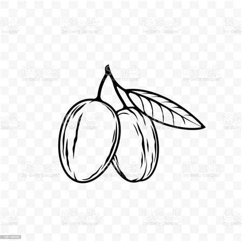 Argan 기름 스케치 아이콘입니다 화장품 제품 로고와 패키지 디자인에 대 한 잎에 벡터 Argan 너트 씨앗 아르간나무에 대한