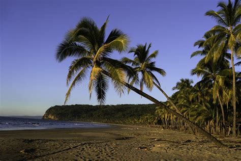 Paisaje En La Playa Con Muchas Palmeras Y árboles De Coco Foto de