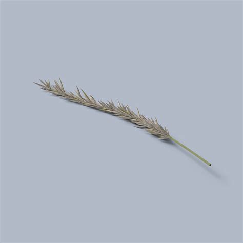 Free Spruce Branch Mockup CSS Author