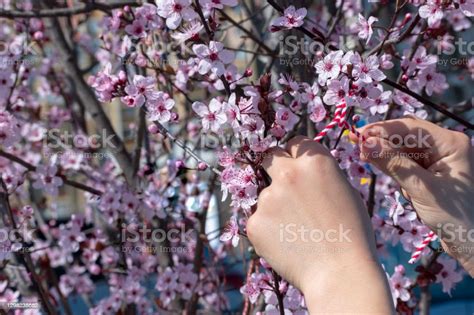 아이는 빨간색과 흰색 스레드를 묶어 정원에서 꽃이 만발한 나무 가지에 마르테니차 봄 인사의 관습 봄 안녕하세요 봄 컨셉 선택적
