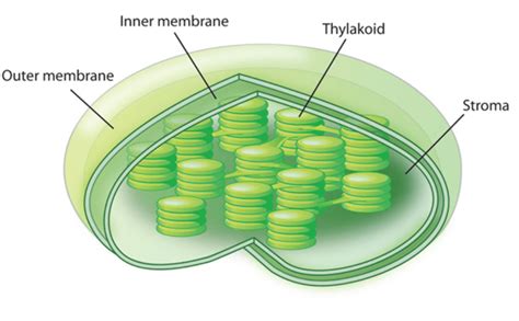 Photosynthesis And Cellular Respiration Jeopardy Template