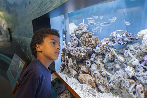 Uf Ifas Nature Coast Biological Station Seagrass Scarring Hurts
