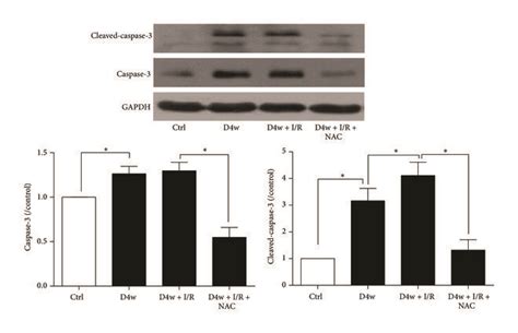 Effects Of Nac On Apoptosis A Myocardial Cell Apoptosis Assessed By