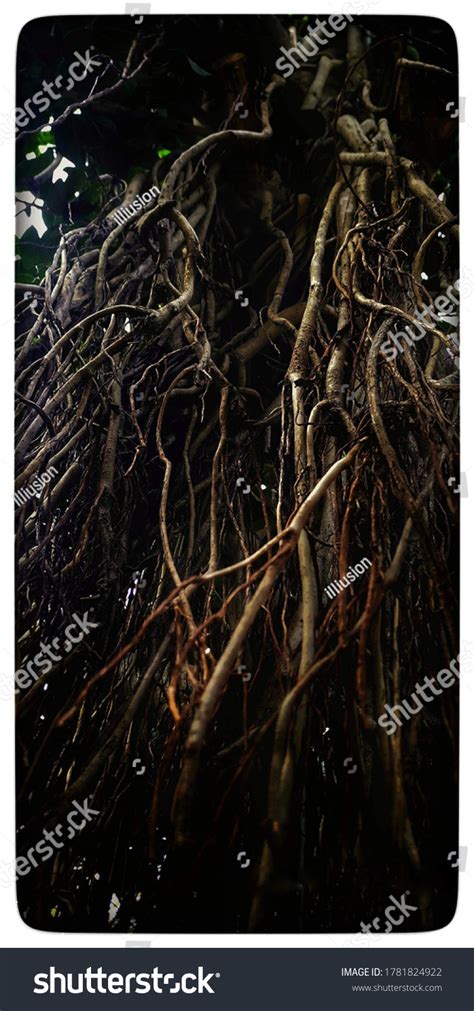 Tree Cannot Stand Without Roots Images Stock Photos D Objects Vectors Shutterstock